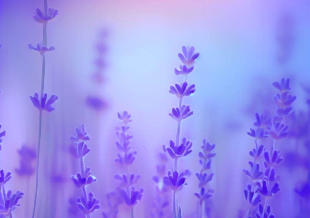 LAVANDA: BENEFÍCIOS, SAÚDE E BEM-ESTAR - ECOARES